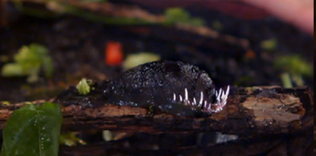 De Monstris - Monstrology: The Peruvian Swamp Slug: Venom vs. Antidote